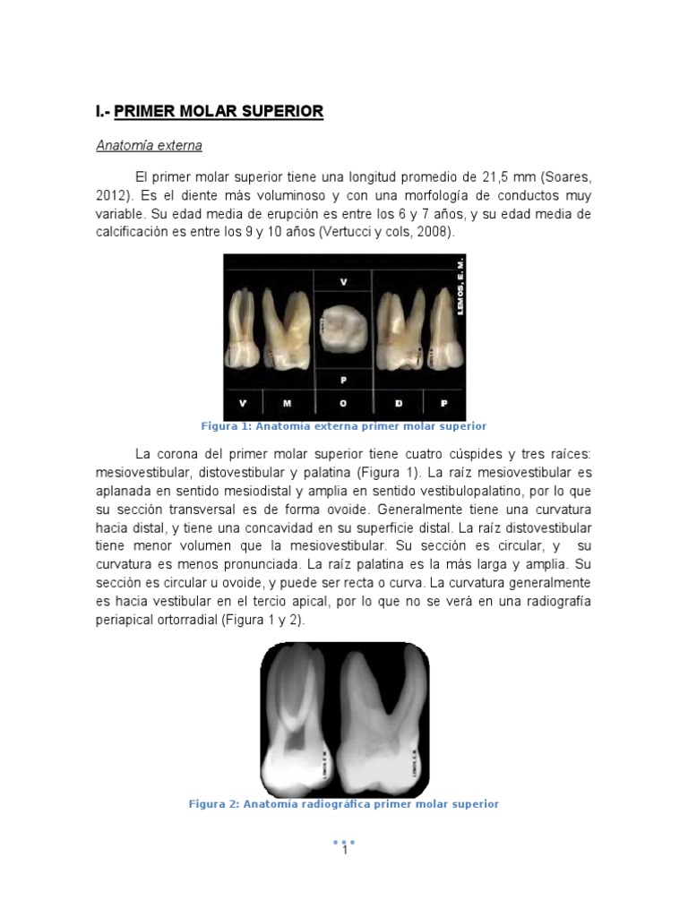Anatomia de Molares - Final | Naturaleza