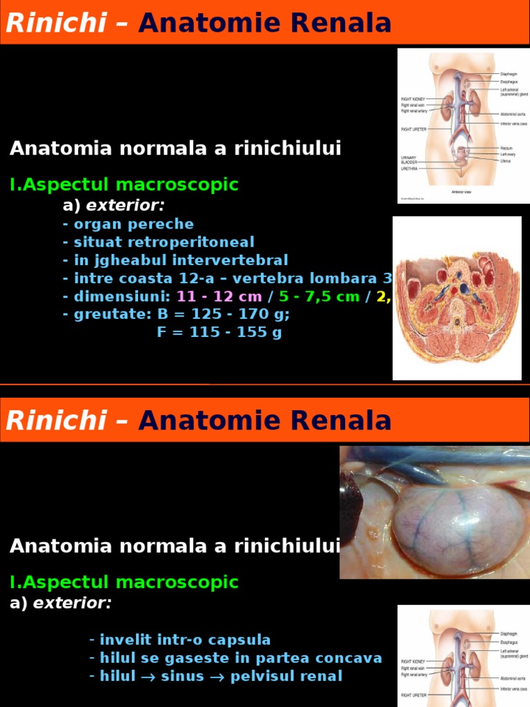 Rinichi - Anatomie Renala | PDF