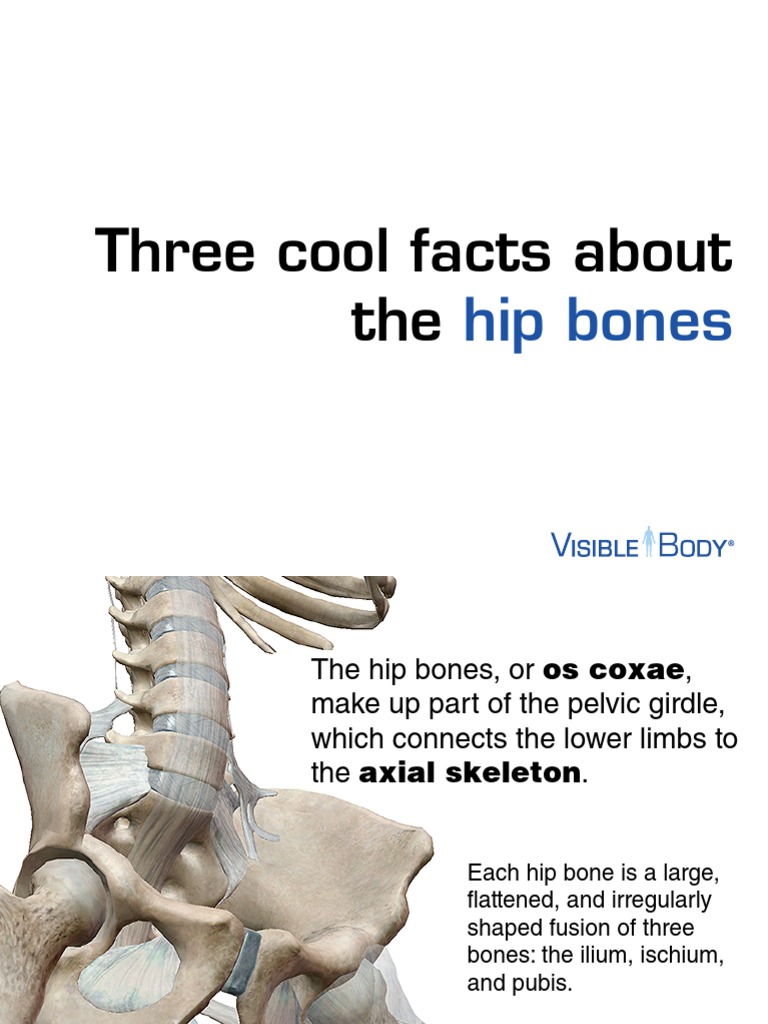 Three Cool Facts About The: Hip Bones | PDF | Wellness
