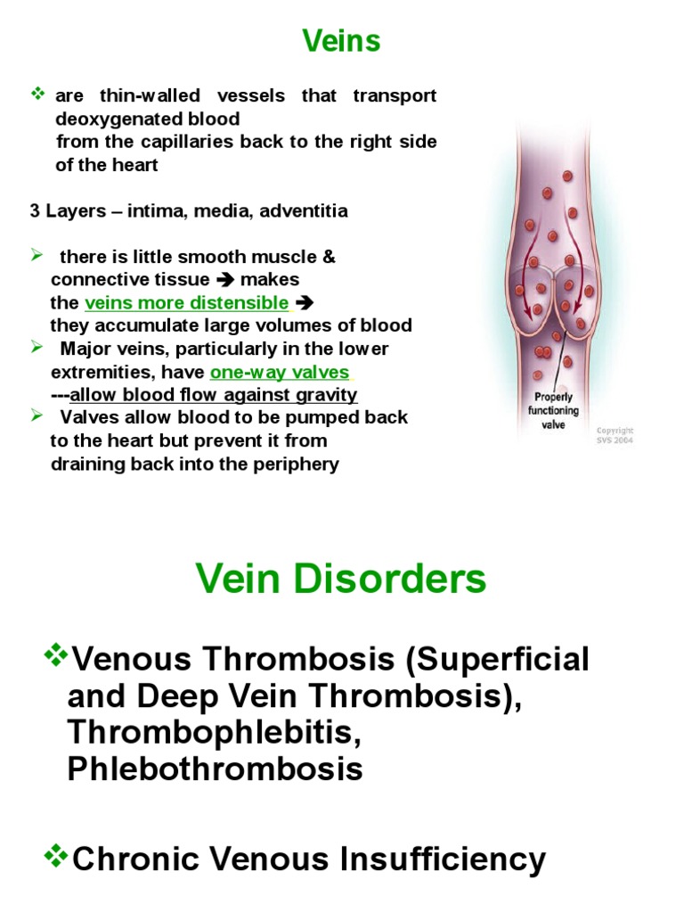 Veins More Distensible | Download Free PDF | Vein | Thrombosis
