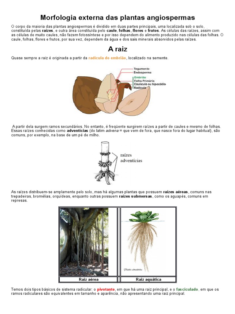 Morfologia Externa Das Plantas Angiospermas | PDF | Raiz | Flores