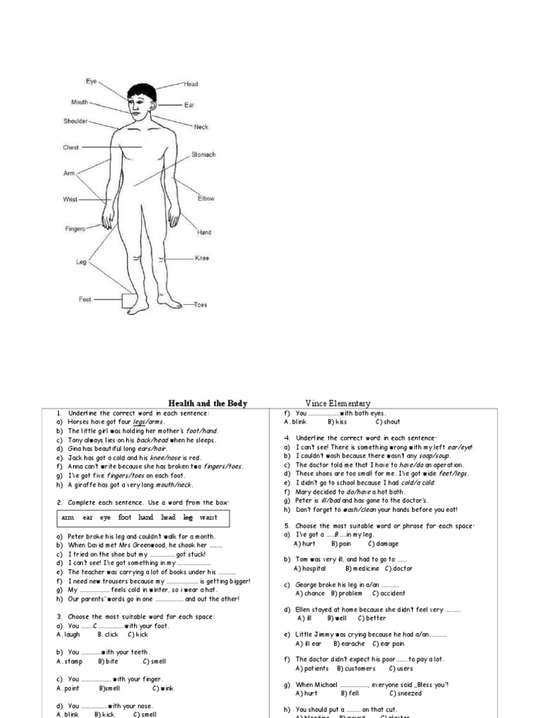 Vocabulary Health and Body | PDF | Foot