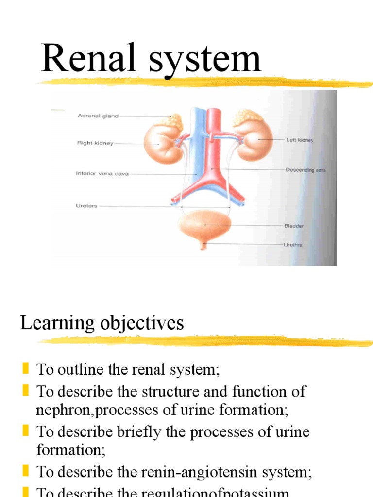 Renal System | PDF | Kidney | Urinary System