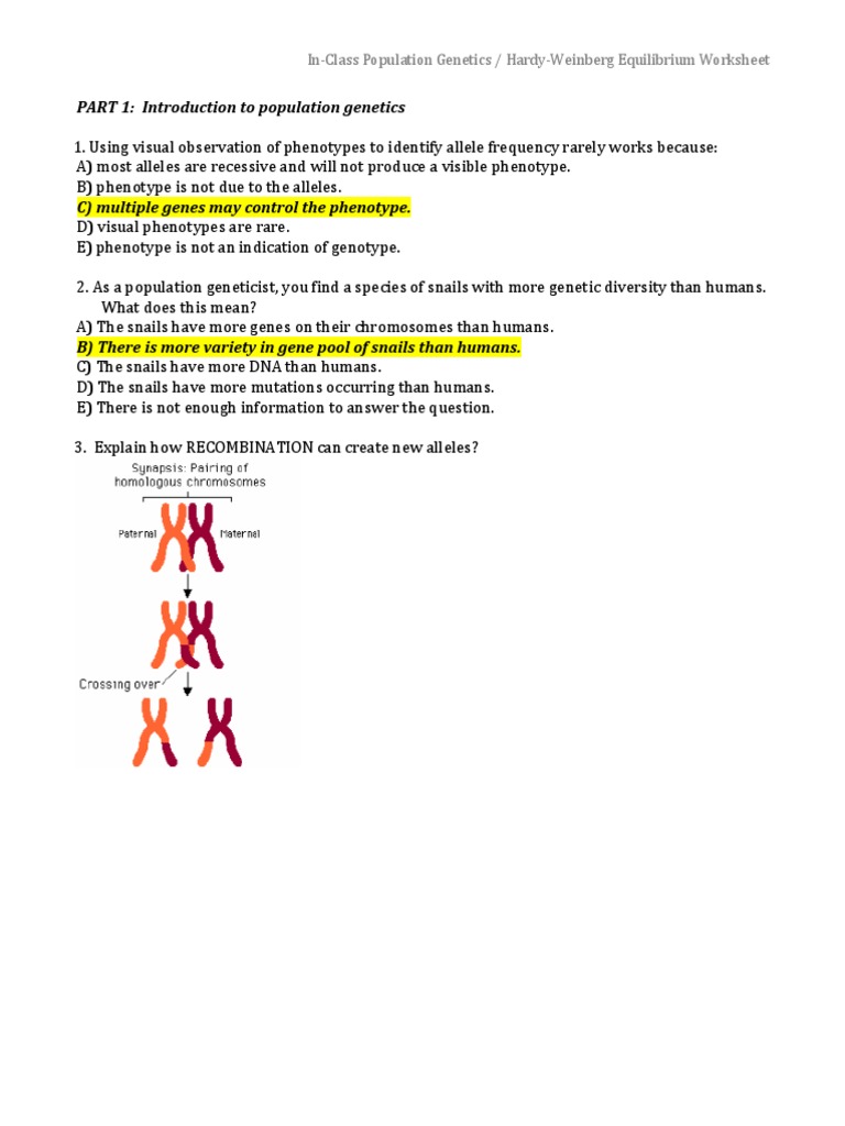 Worksheet For Feb 5 - ANSWERS PDF | PDF | Allele | Dominance (Genetics)