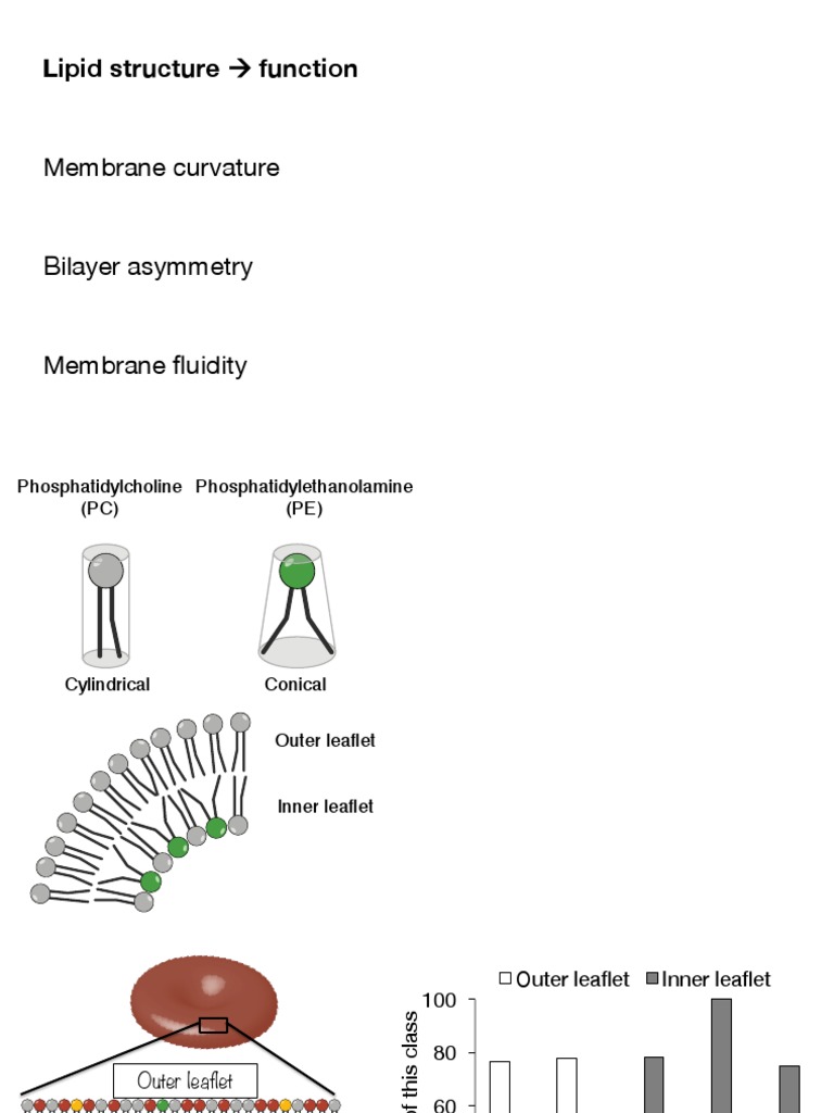 Membrane Lipid Composition and Function | PDF | Lipid Bilayer ...