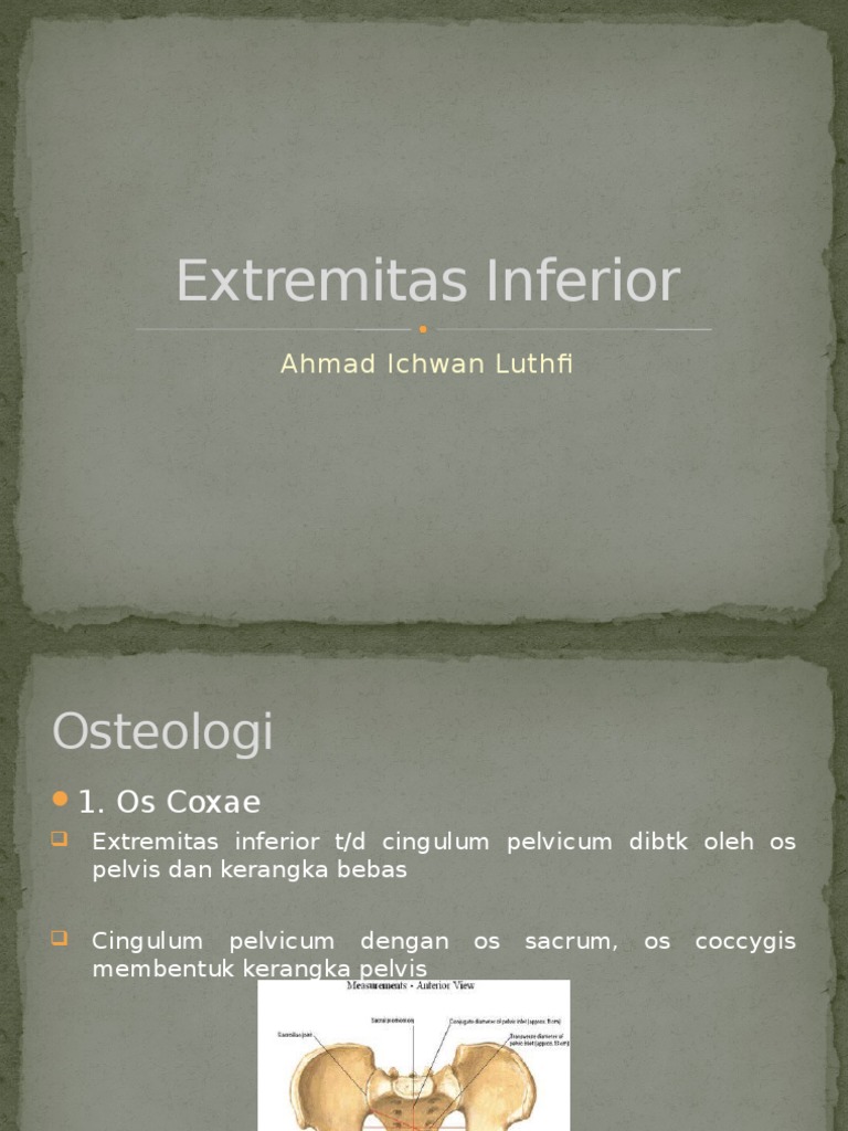 Extremitas Inferior | PDF