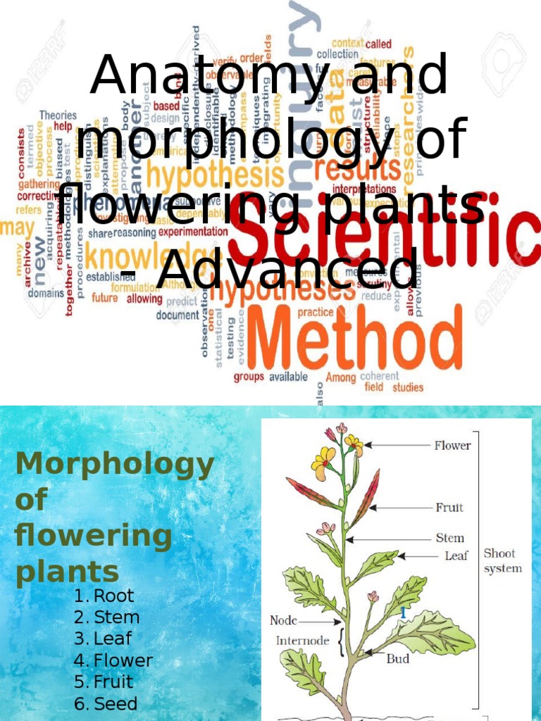 Anatomy and Morphology of Flowering Plants - Advanced | PDF
