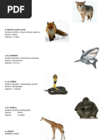 50 Animales Con Fotos y Sus Nombres Cientificos | PDF | Organismos ...
