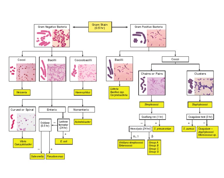 Bacteria Classification Flowchart | PDF