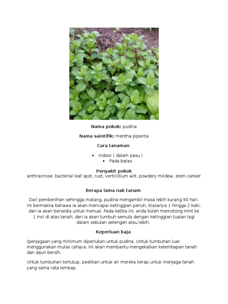 Panduan Tanam Pokok Pudina | PDF | Griya & Taman | Teknologi & Rekayasa
