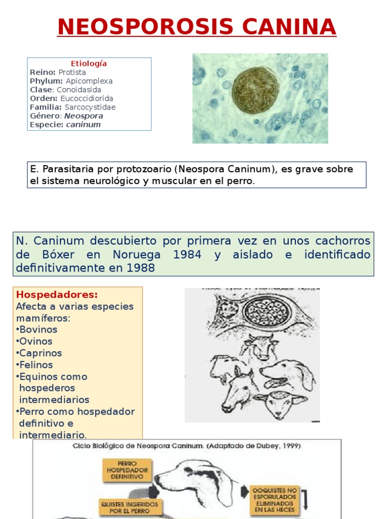Neosporosis canina: Etiología, síntomas, diagnóstico y tratamiento de ...
