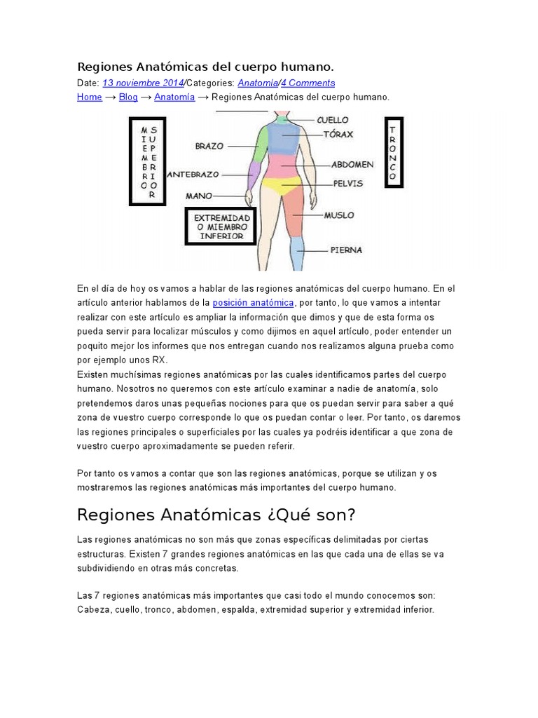 Regiones Anatómicas Del Cuerpo Humano | PDF | Términos anatómicos de ...