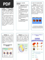 Capas Germinales | PDF | Embrión | Procesos biologicos