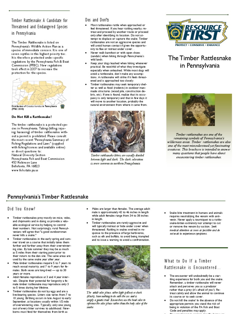Timber Rattlesnake in Pennsylvania | PDF | Rattlesnake | Nature