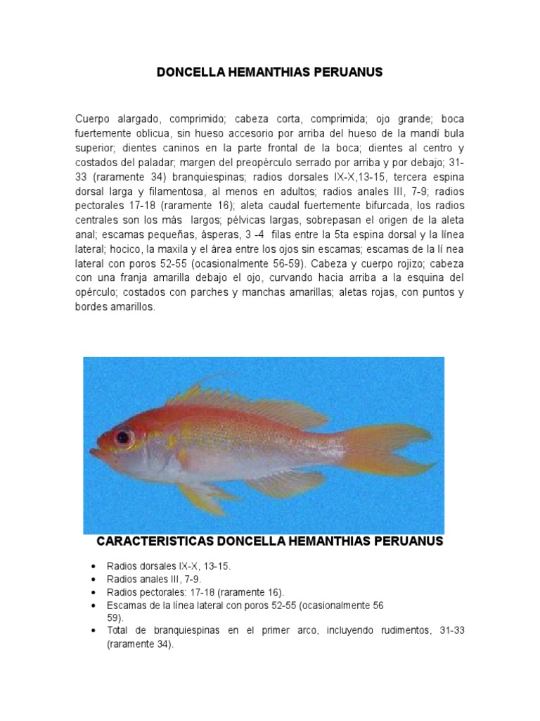 Doncella Hemanthias Peruanus | PDF | Perciformes | océano Pacífico