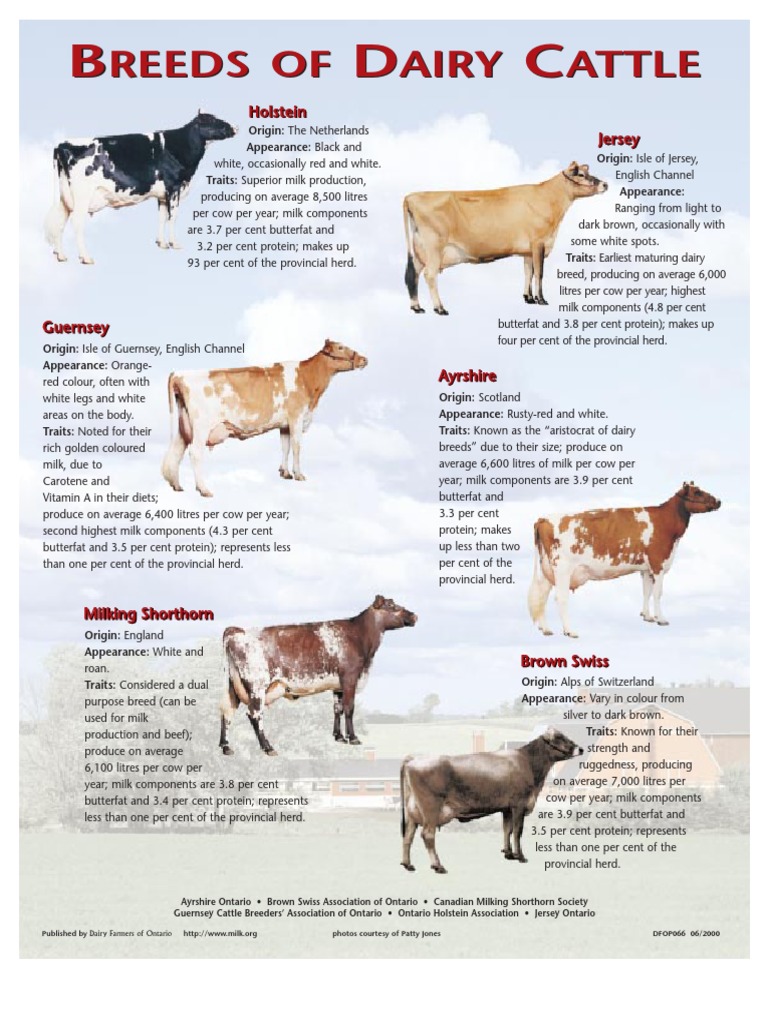 Dairy Cattle Breeds Overview | PDF | Cooking, Food & Wine | Wellness