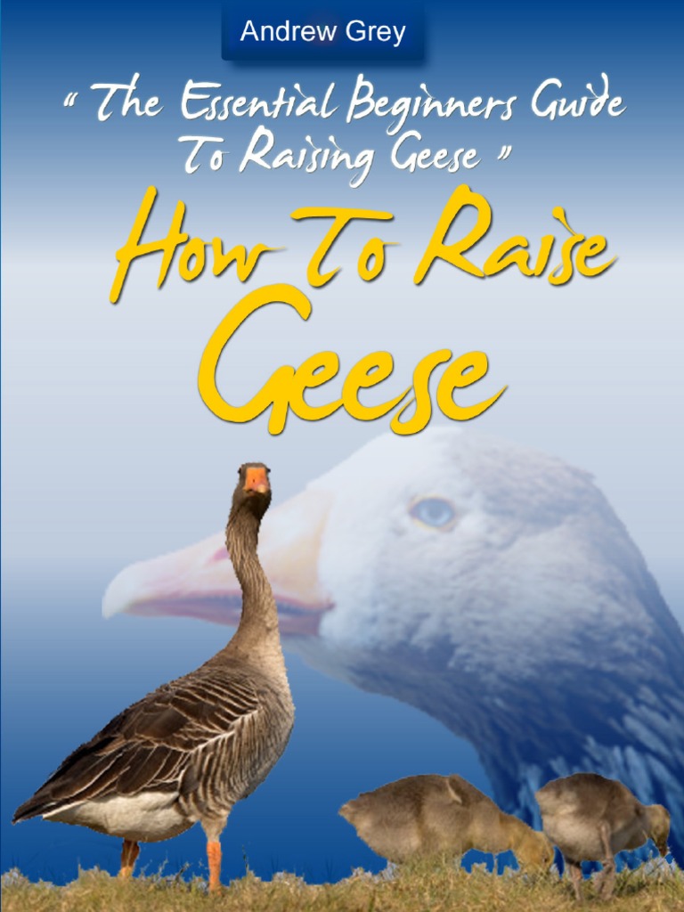 How to Raise Geese | Birds | Waterfowl