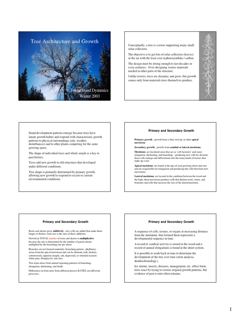 Tree Growth and Architecture Insights | PDF | Trees | Root