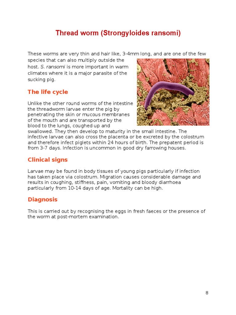 Thread Worm (Strongyloides Ransomi) : The Life Cycle | PDF | Diseases ...
