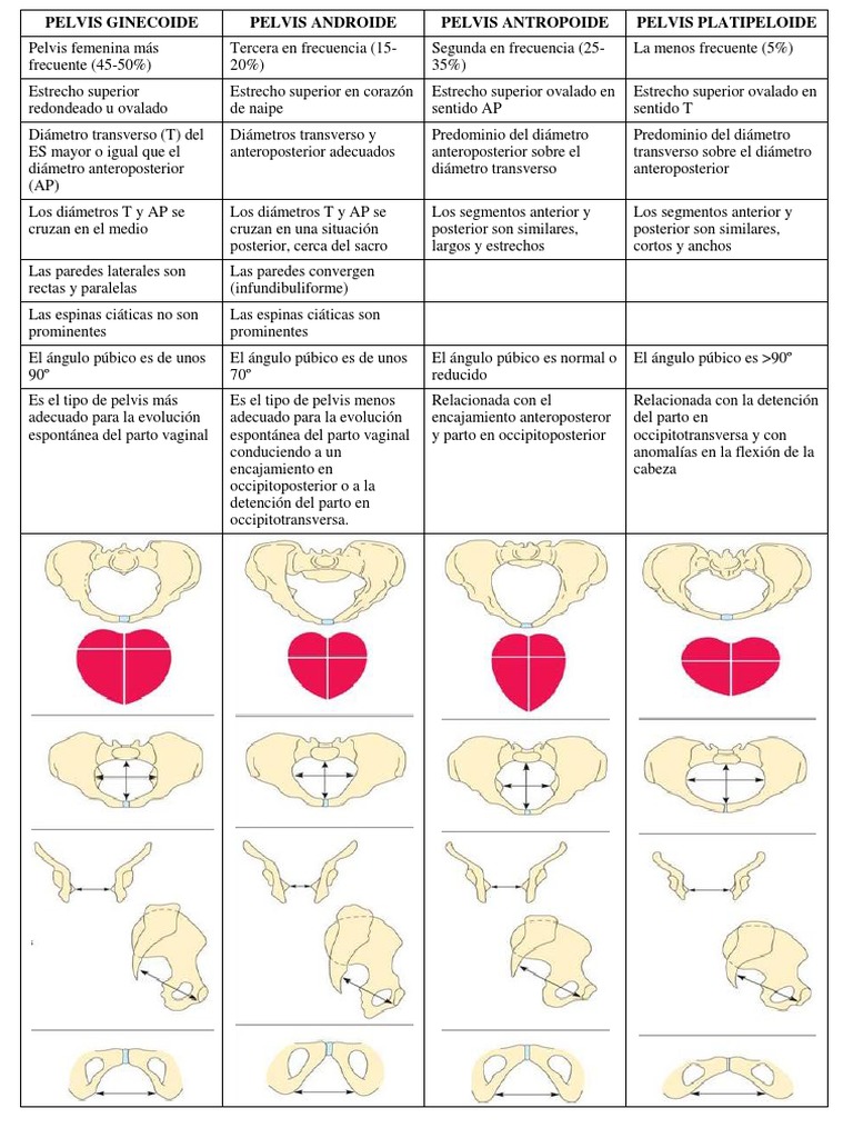 Tipos de Pelvis