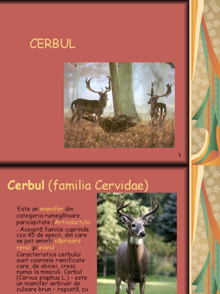 cerbul