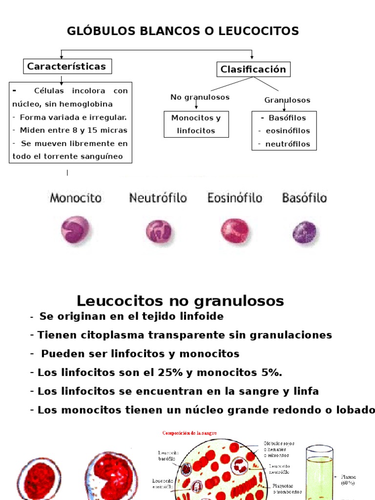 Globulos Blancos | PDF | Leucocito | Coagulación