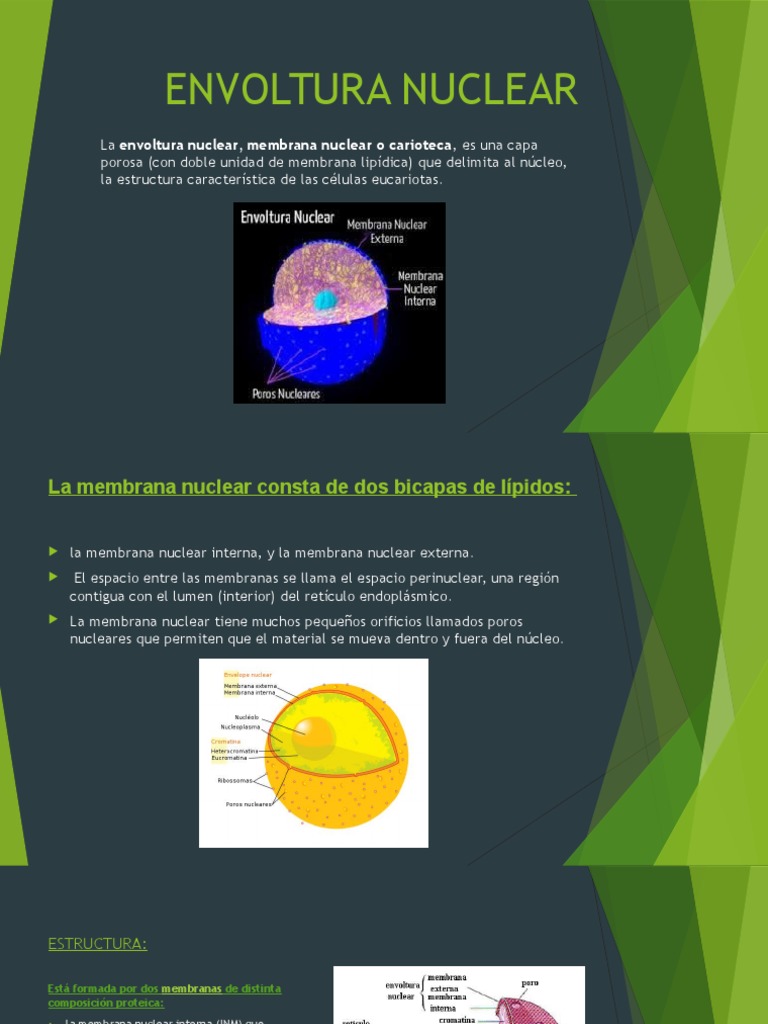 Envoltura Nuclear de Mirian
