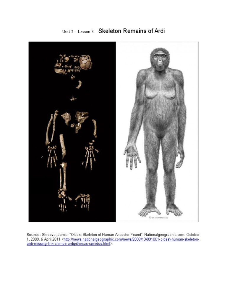 U2 l3 6 Skeleton Remains of Ardi | PDF