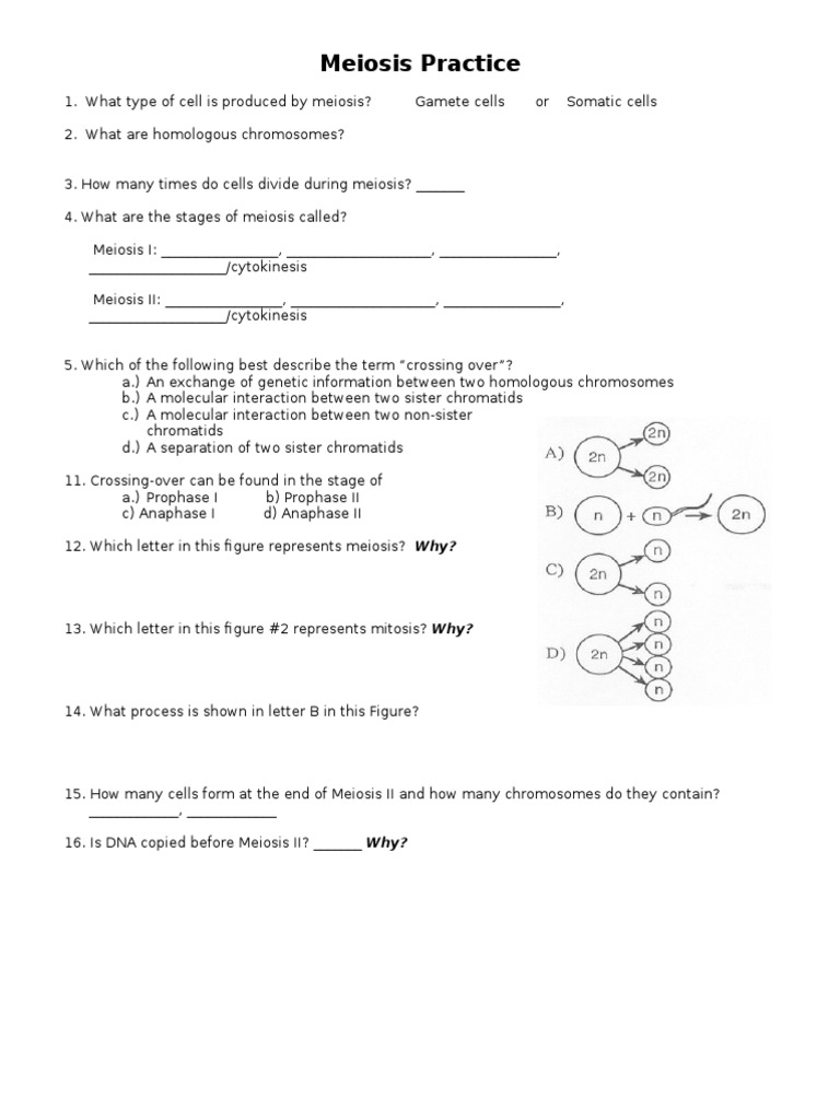 Meiosis Worksheet | PDF