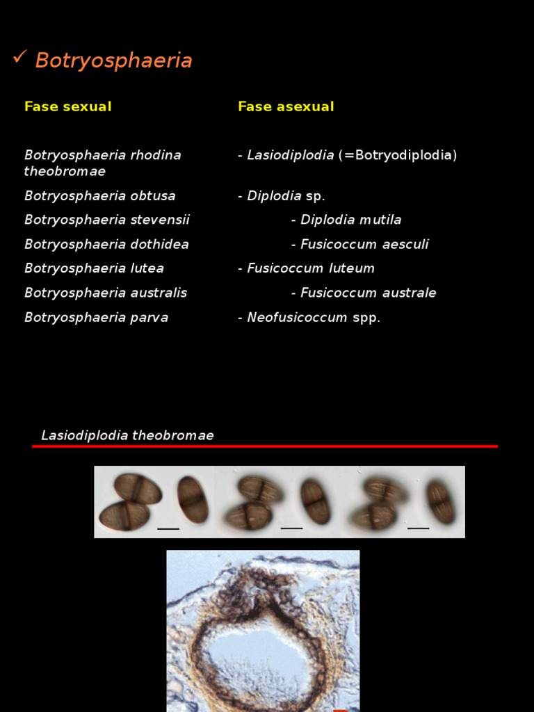 Especies y control de Botryosphaeria | PDF | Injerto | Agricultura
