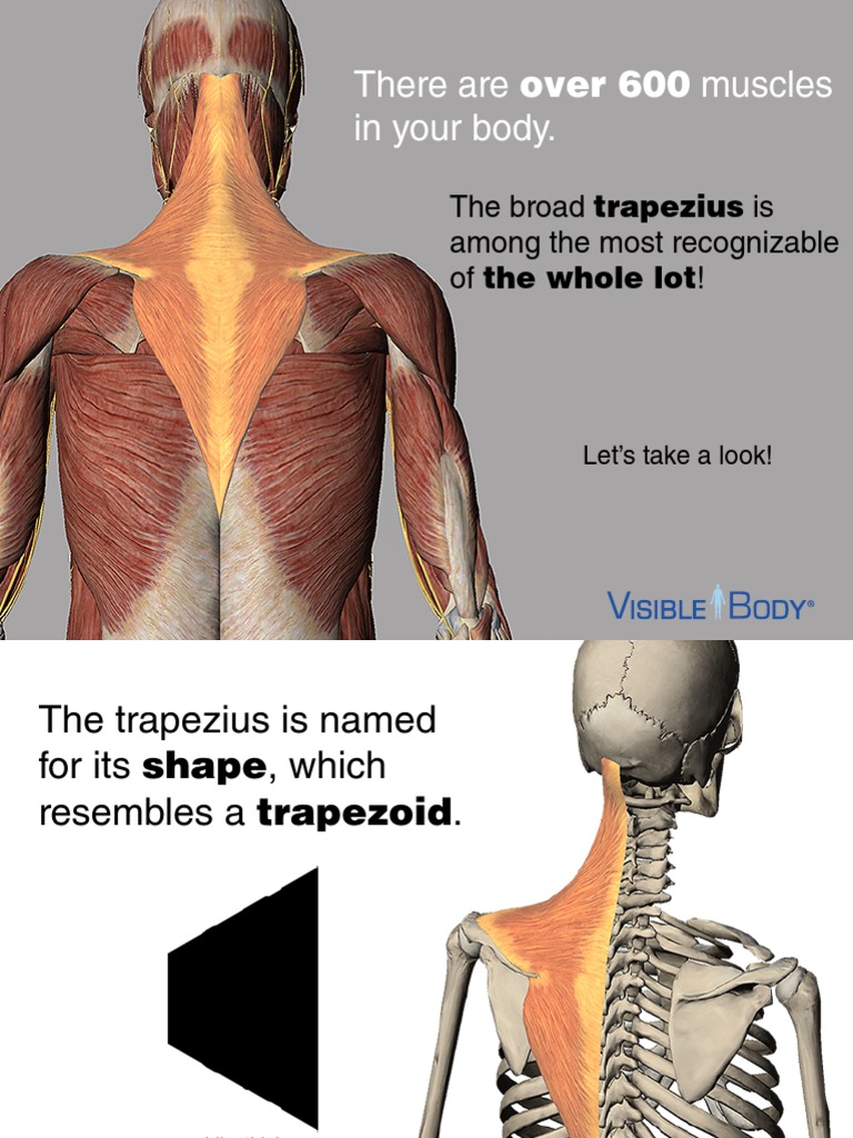 VB Trapezius 030714 | PDF | Limbs (Anatomy) | Animal Anatomy