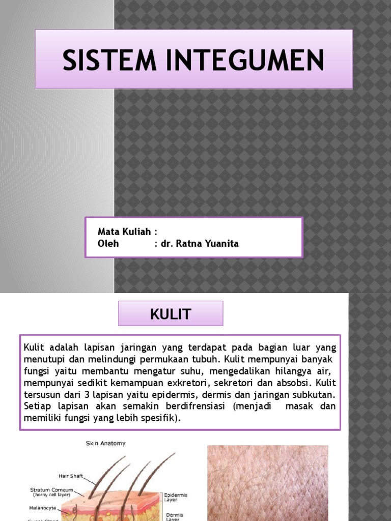 Sistem Integumen | PDF