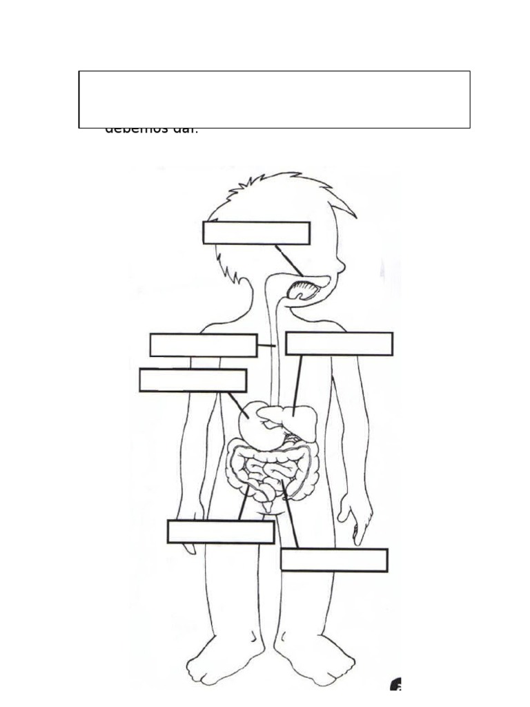 Hoja de Trabajo Sistema Digestivo y Cuidados | PDF