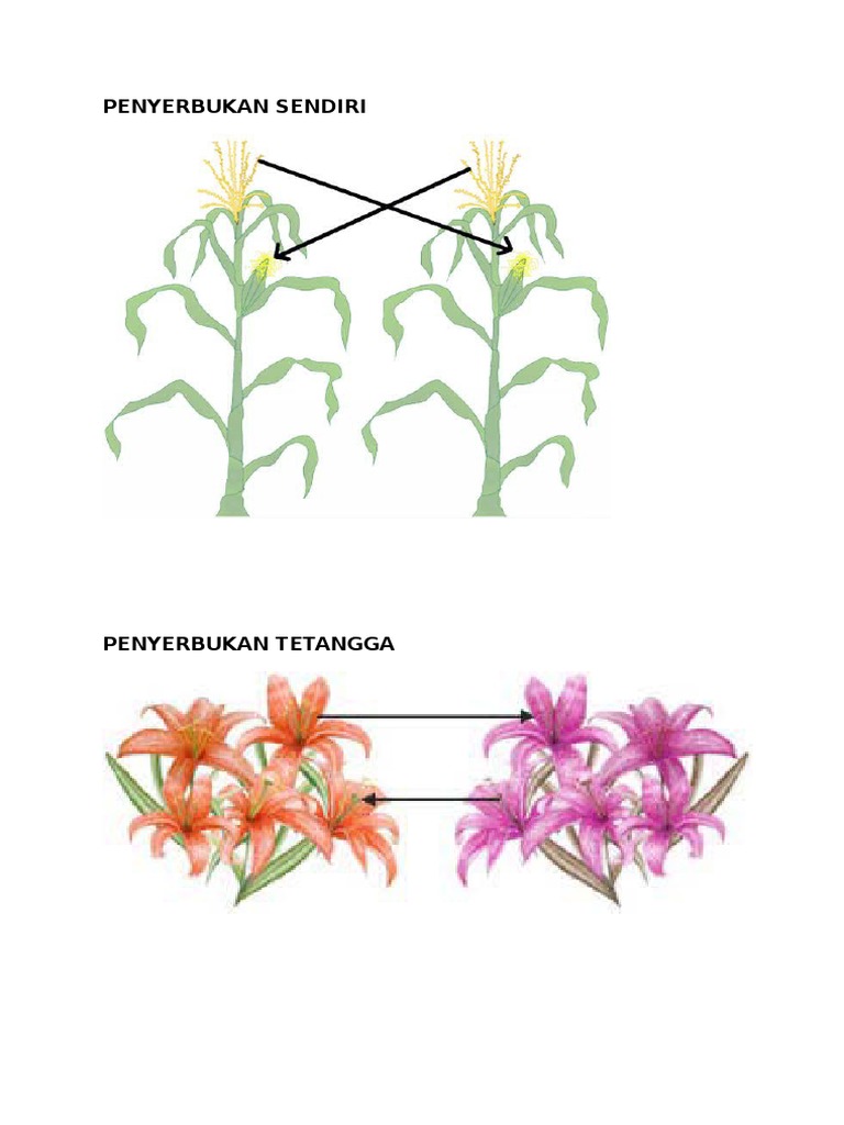 31+ Gambar Bunga Penyerbukan Tetangga Super Keren - Informasi Seputar ...
