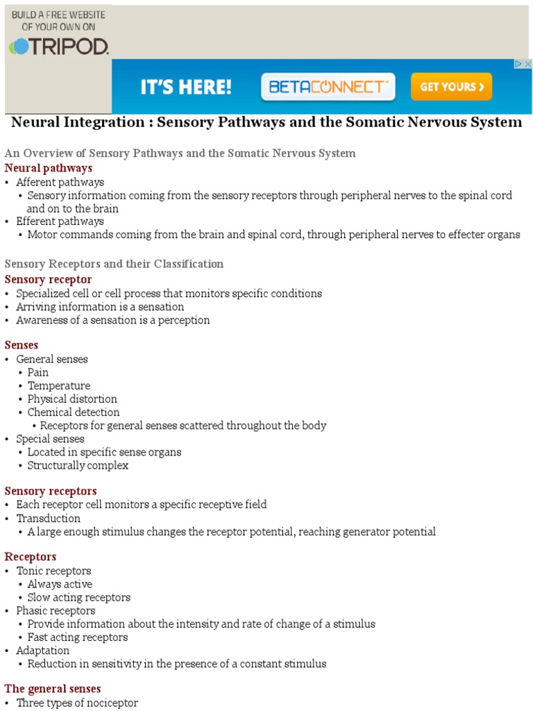Neural Integration: An Overview of Sensory Pathways and the Somatic ...