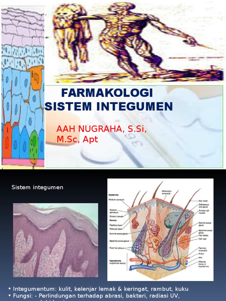 Sistem Integumen | PDF