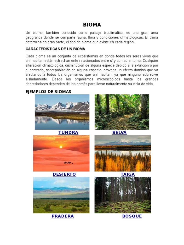 Biomas y Sus Caracteristricas, Biomas de Guatemala, Cadenas Troficas en ...
