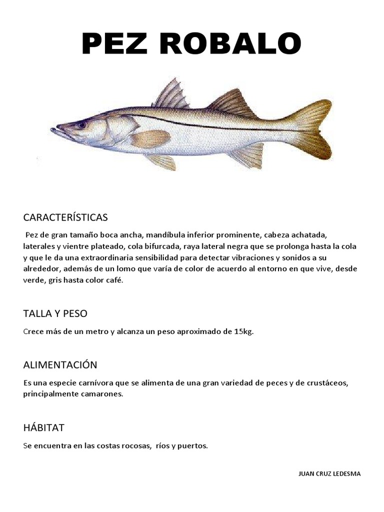 Características del pez róbalo | PDF | Hogar, jardinería y bricolaje