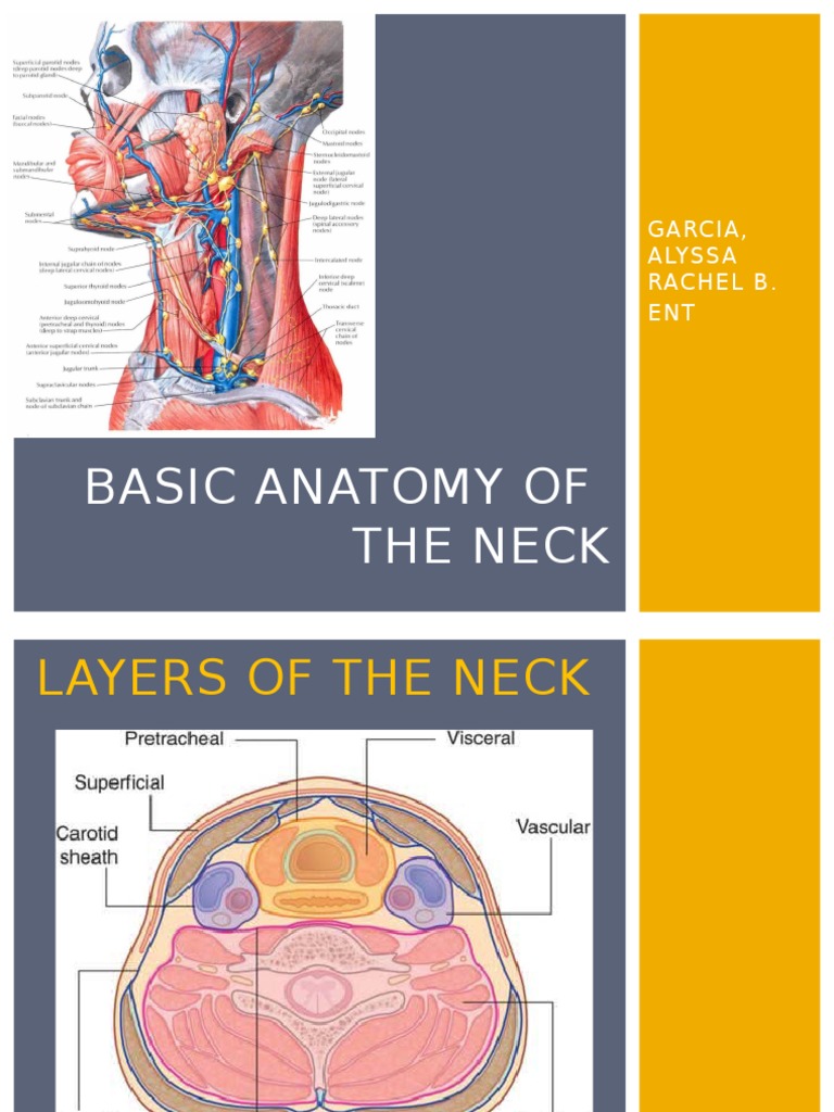 Basic Anatomy of The Neck | PDF | Common Carotid Artery | Neck