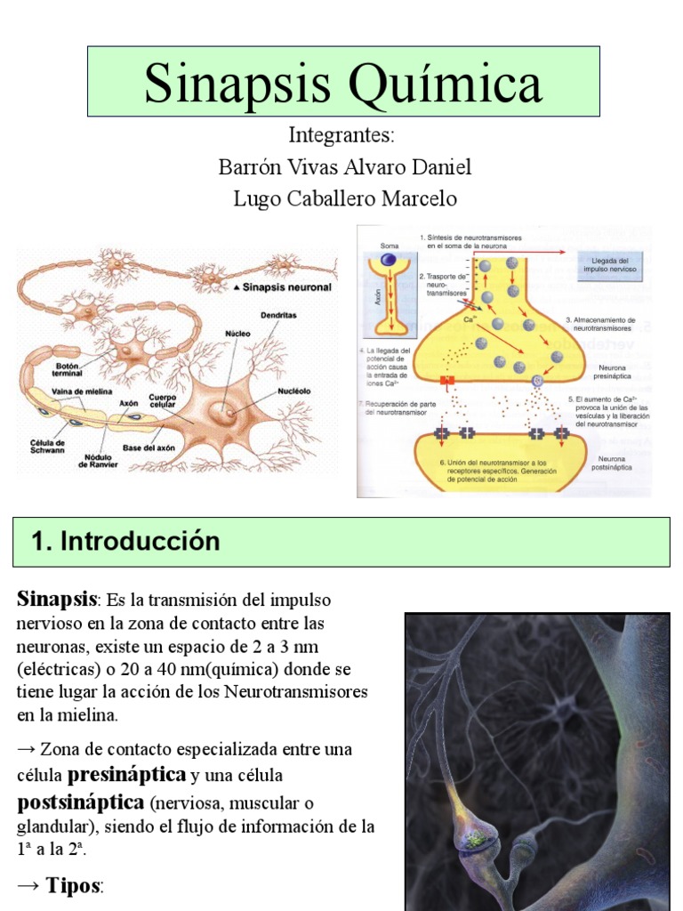 Sinapsis Quìmica | PDF | Sinapsis | Neurotransmisor