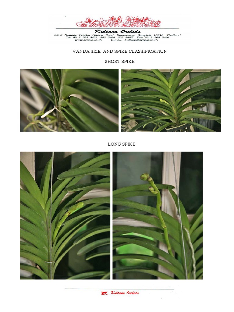 Vanda Size Classification | PDF