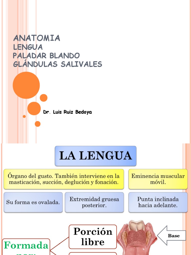 Anatomía de la Lengua y Paladar | PDF | Lengua | Boca