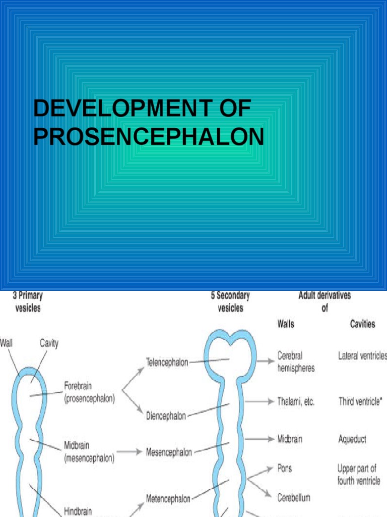 Development of Prosencephalon | PDF | Thalamus | Cerebral Hemisphere