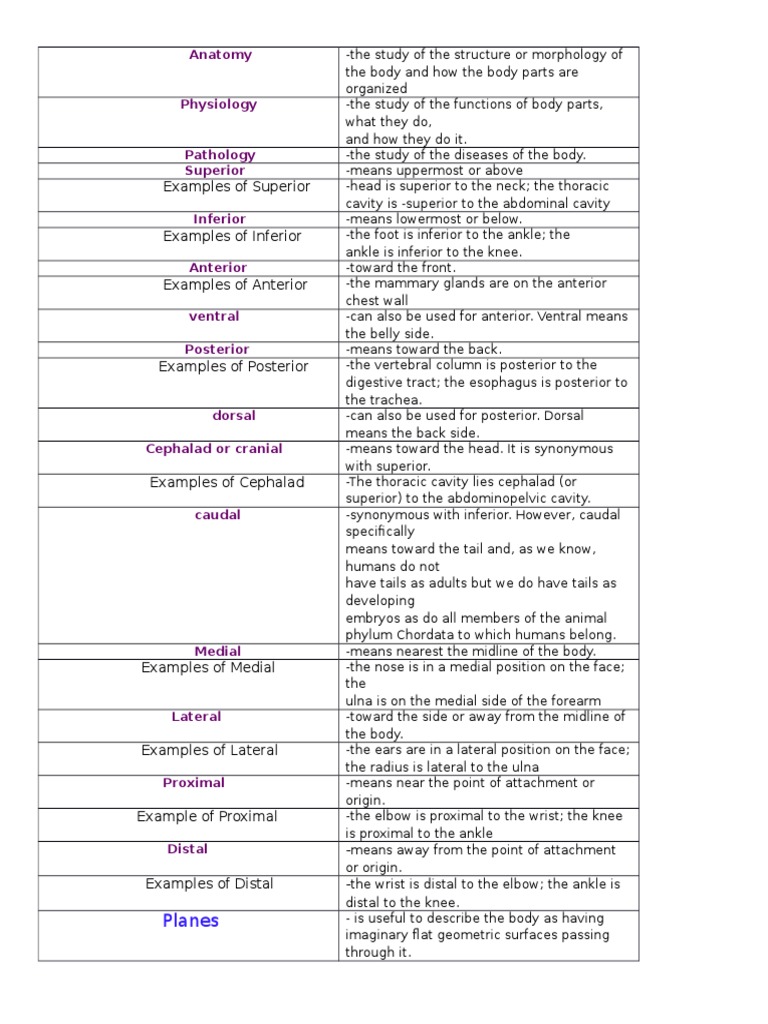 Examples of Superior Examples of Inferior: Planes | PDF | Anatomical ...