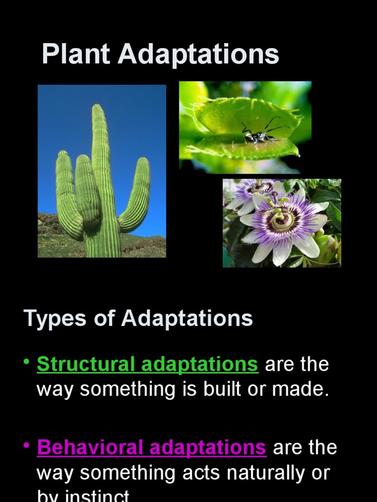 Plant Adaptations