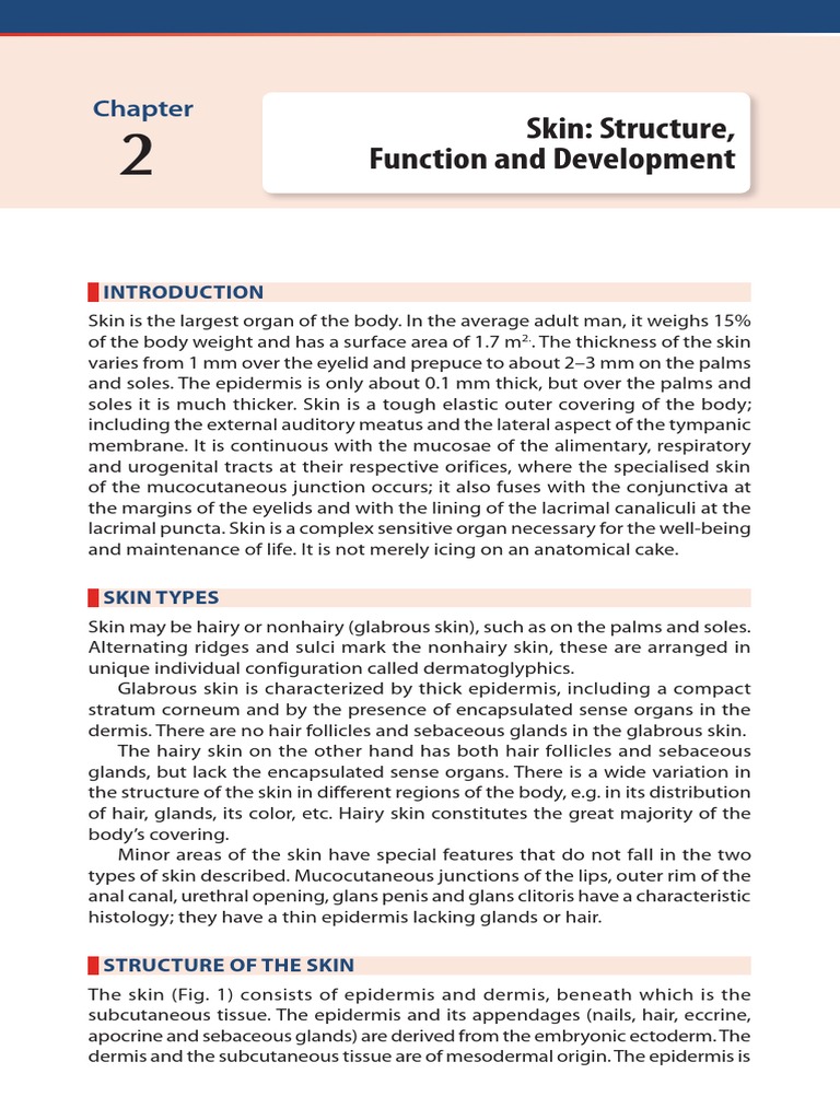 Skin Structure and Function Overview | PDF | Epidermis | Skin