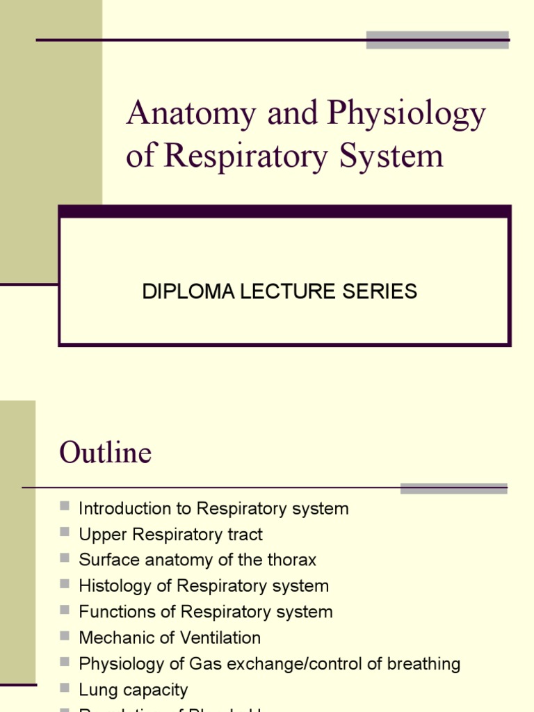 Respiratory System Anatomy & Physiology | PDF | Respiratory Tract ...