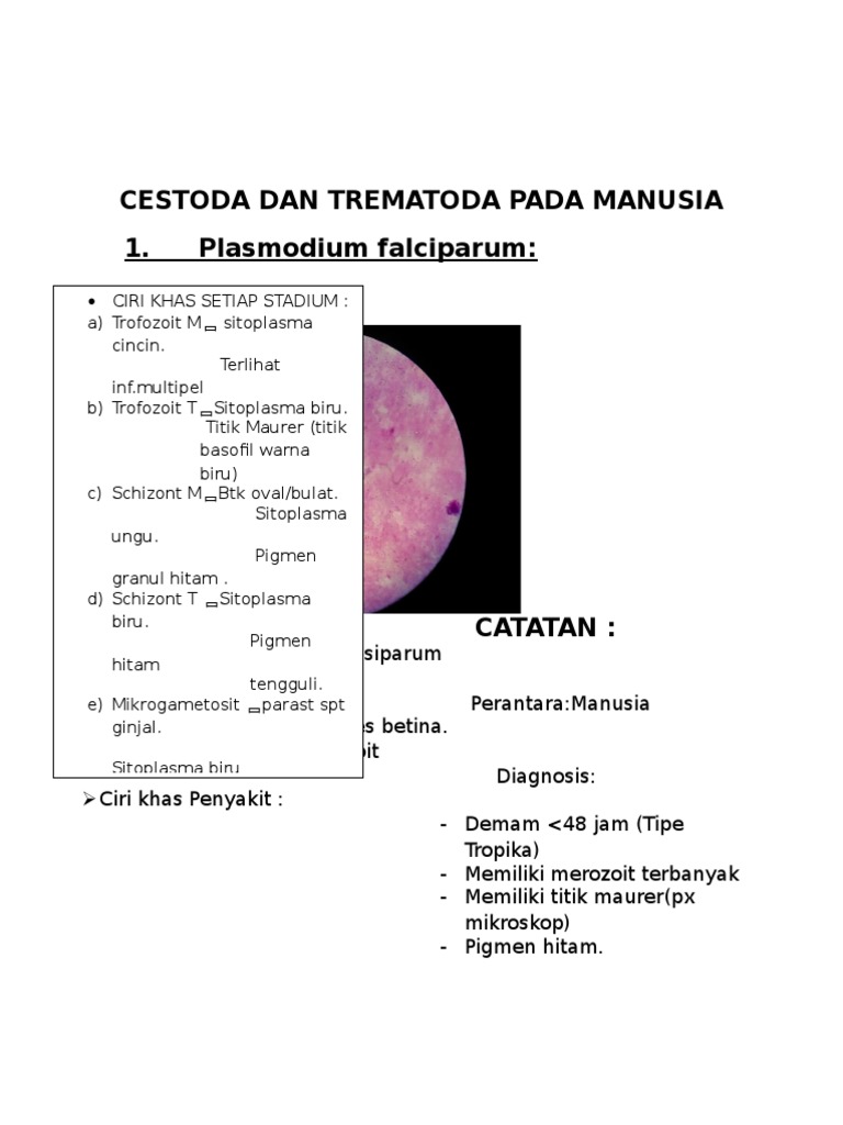 Cestoda dan Trematoda pada Manusia | PDF
