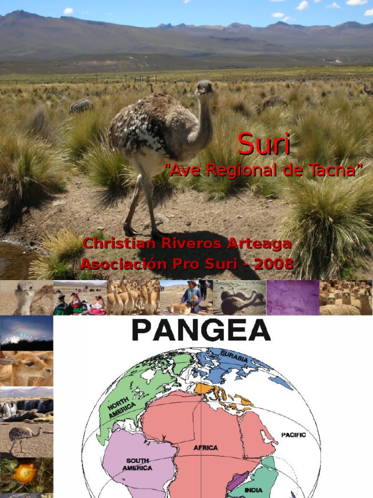 Suri - Ave Regional de Tacna 2008 | PDF | Conservación | Ecosistema