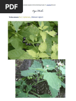 Oya Altar Guide How To Invoke Oya | PDF | Altar